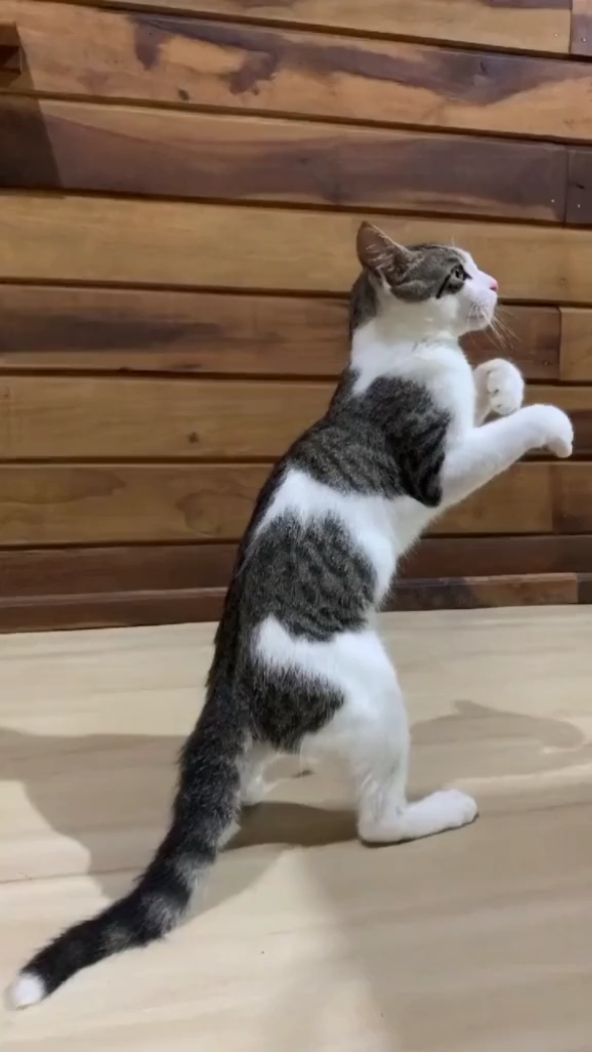 cat salute meme template - Pippit