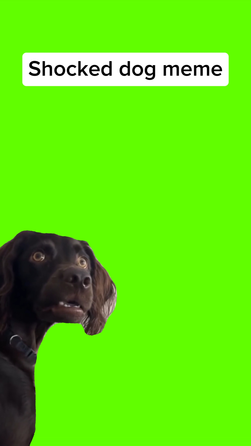 Dog Scared Meme - Pippit