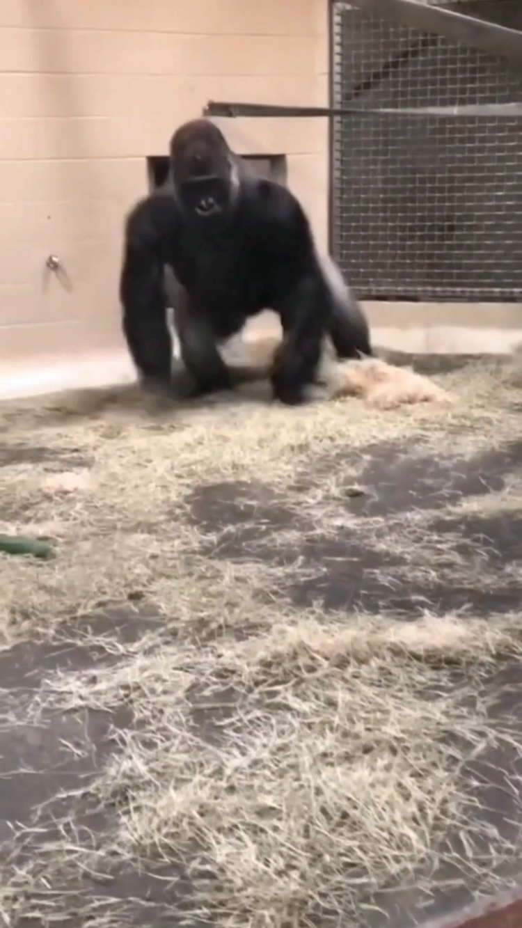 CapCut Template New Trends Funny - Pippit